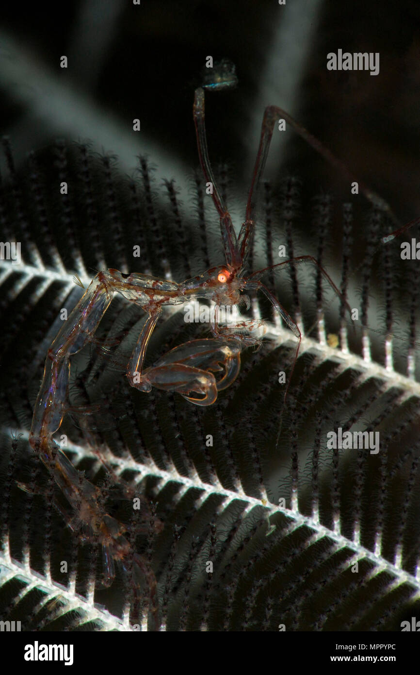 Caprella hi-res stock photography and images - Alamy