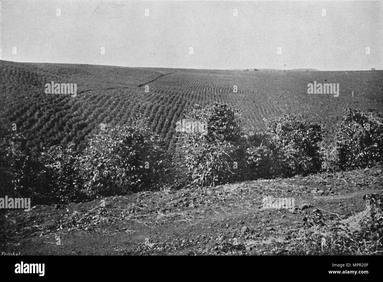 Coffee brazil 19th century hi-res stock photography and images - Alamy