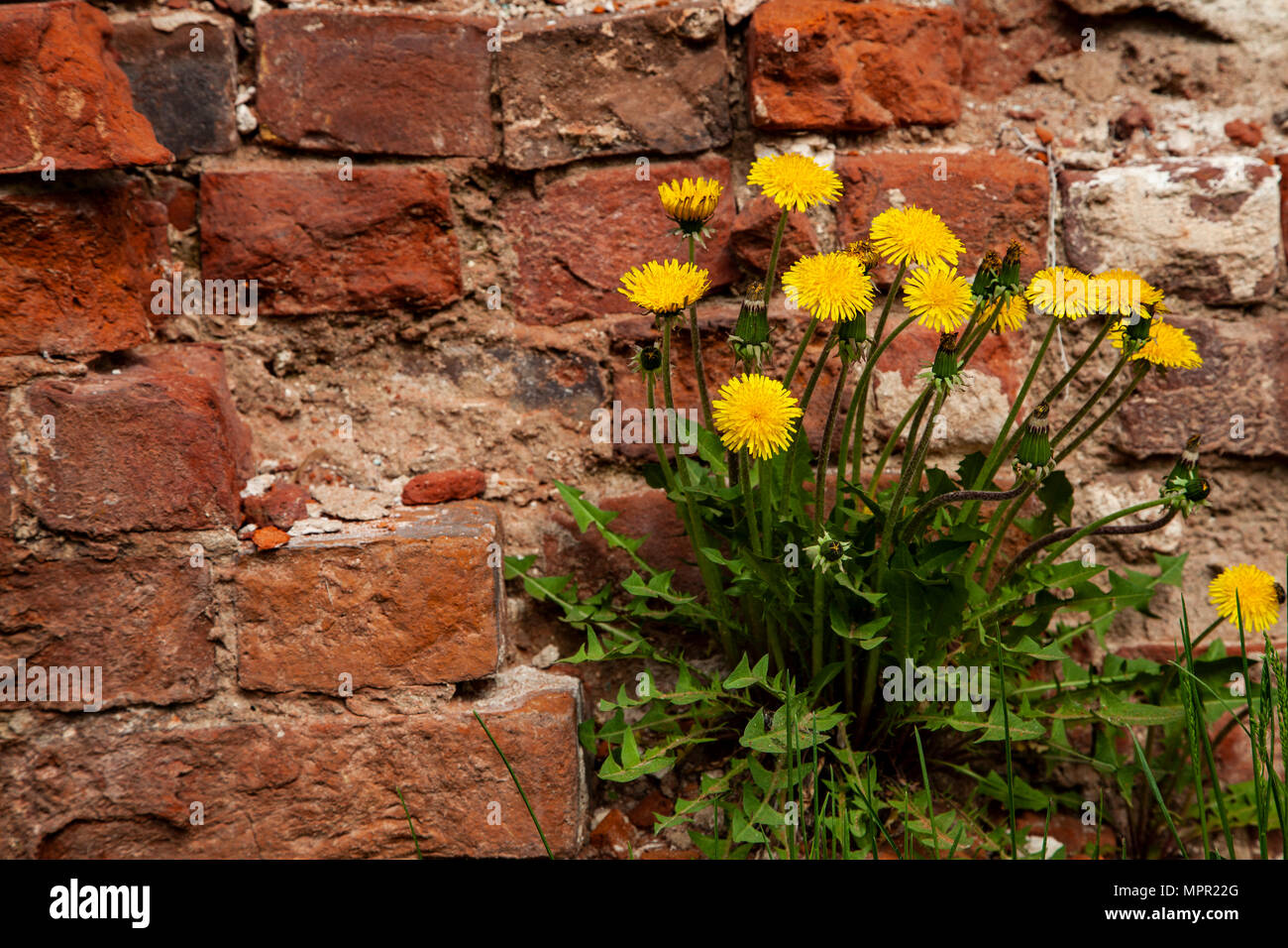 Dandelions on the background of an old brick wall. Beautiful spring ...