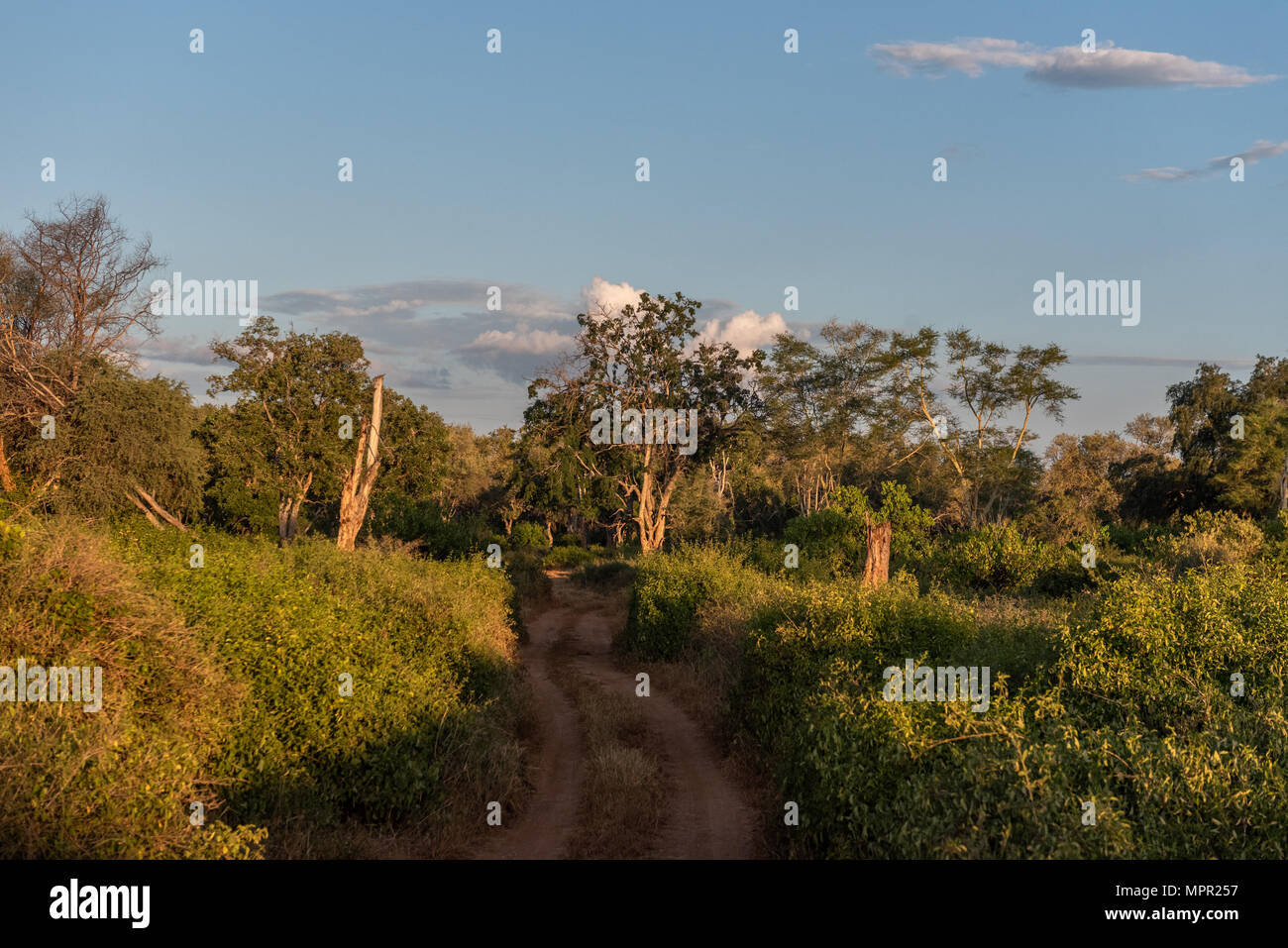Forest Track in The Makuleke Contract Park Northern Kruger, South ...