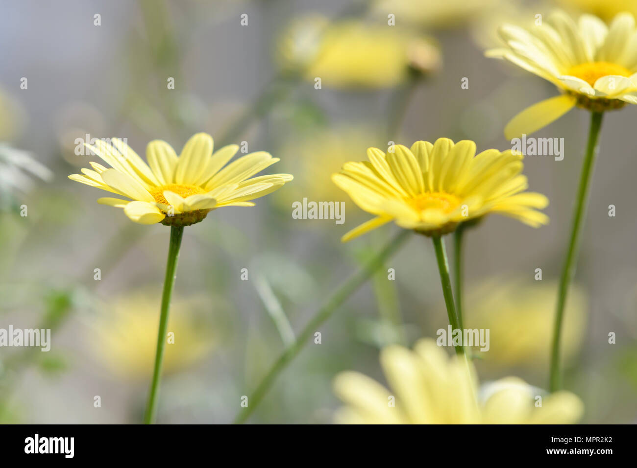 Yellow daisy flower Stock Photo - Alamy