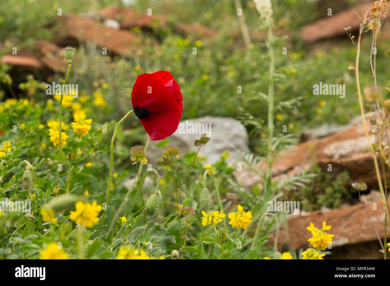 poppies among the ruins of the ancient basilica of St. John Stock Photo ...