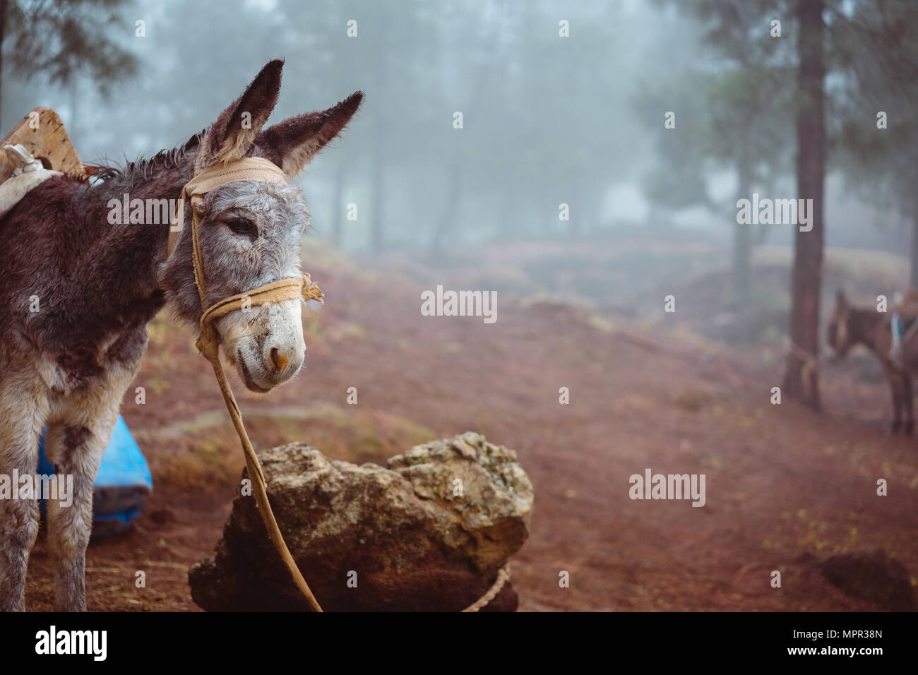 Wet donkey hi-res stock photography and images - Alamy