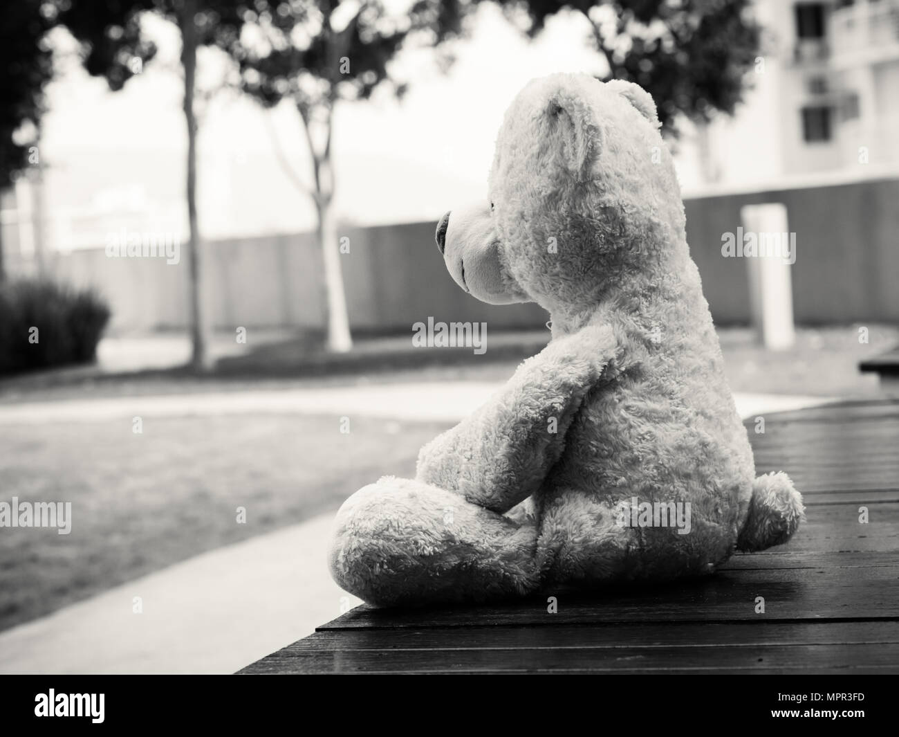 Lonely Teddy Bear Photography