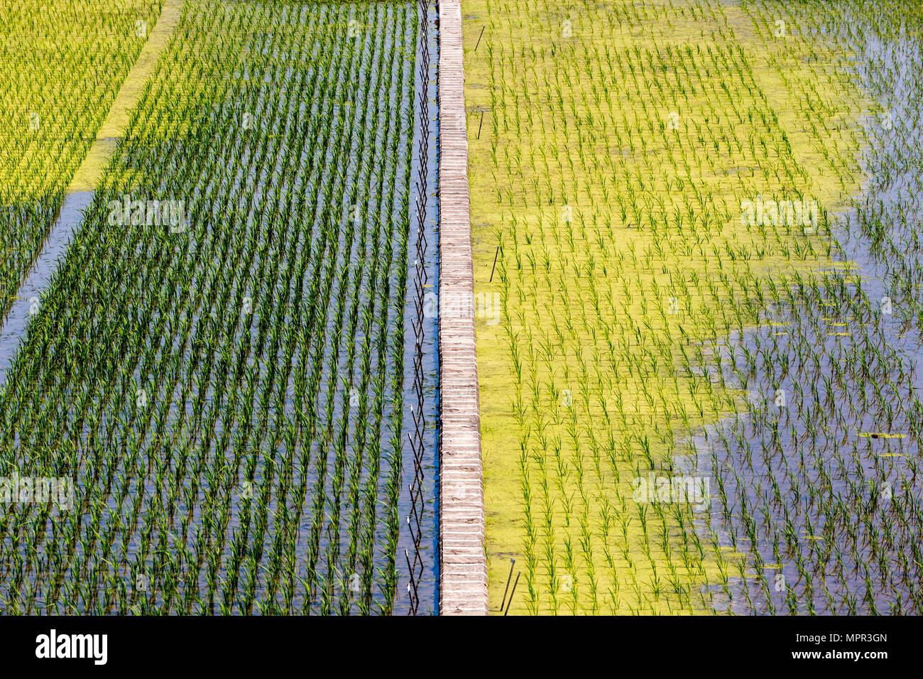 Traditional asian green rice fields. Closeup image Stock Photo - Alamy