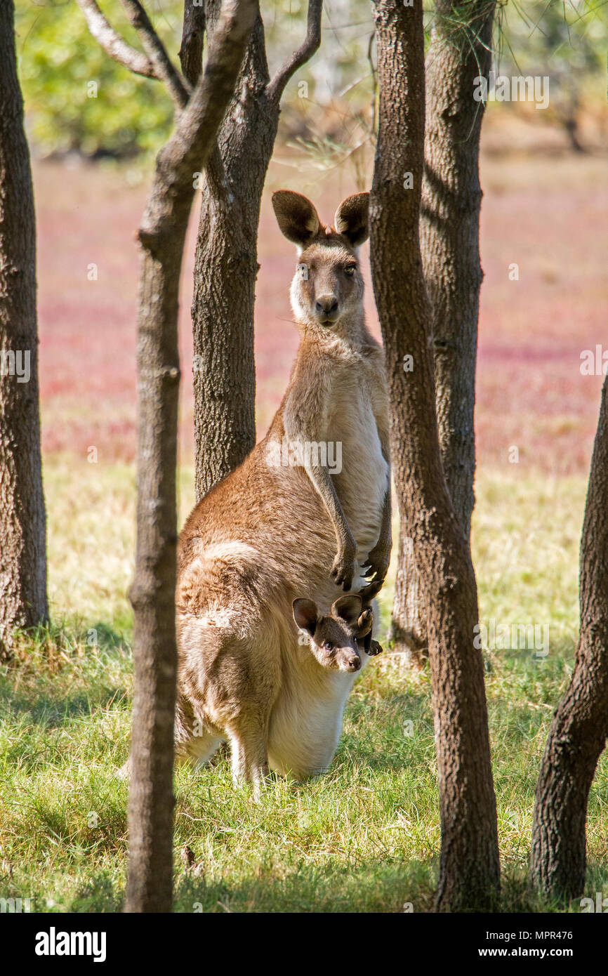 Eastern Grey Kangaroo Stock Photo - Alamy