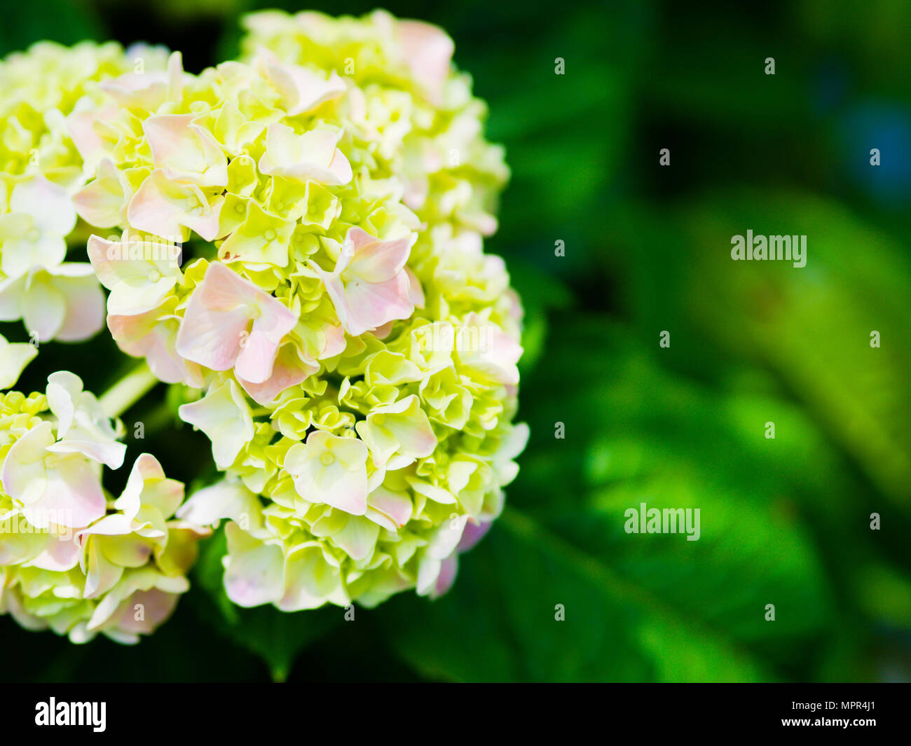 Hydrangea paniculata limelight flowers hi-res stock photography and ...