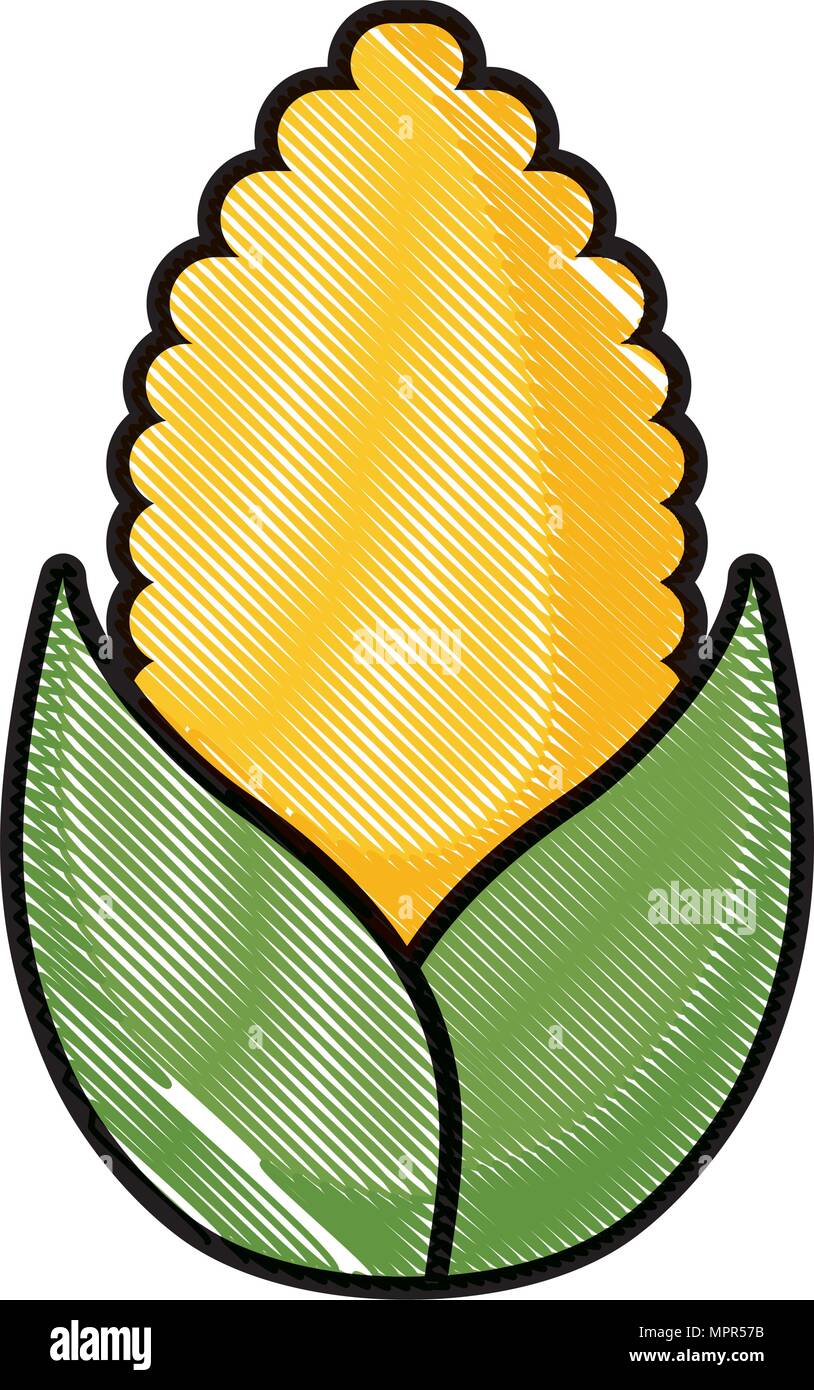 corn vegetable over white background, colorful design. vector ...