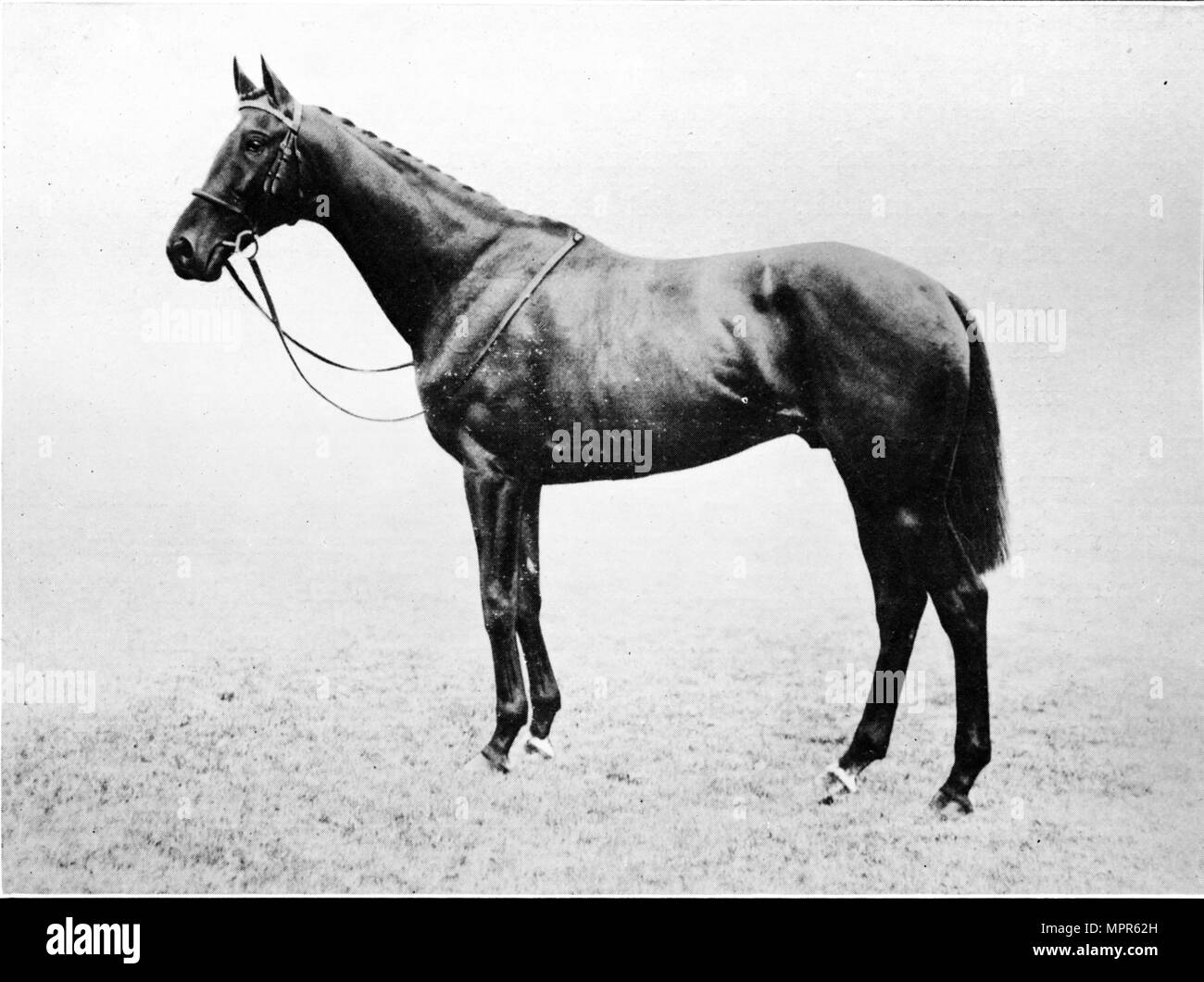 Bayardo hi-res stock photography and images - Alamy