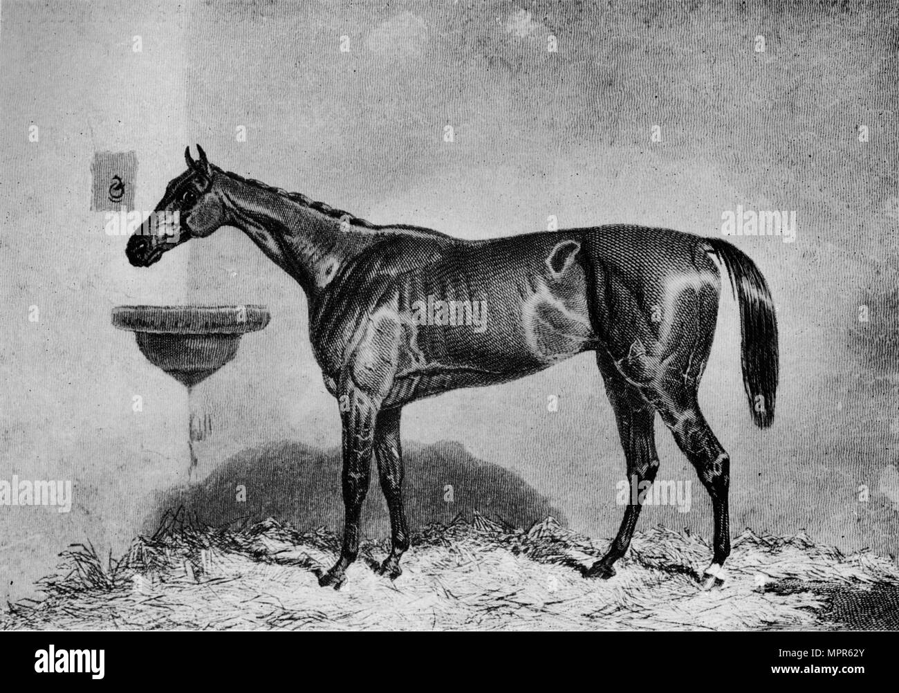 Virago horse hi-res stock photography and images - Alamy