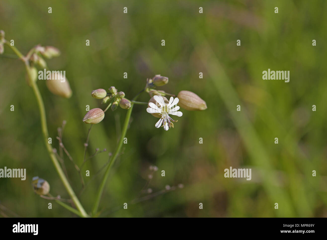 bladder campion or maidens tears Latin silene vulgaris from the pink ...