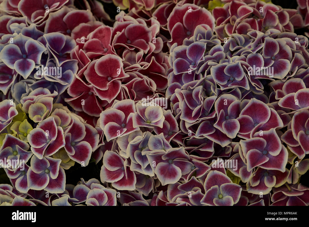 Rhs hydrangea hi-res stock photography and images - Alamy