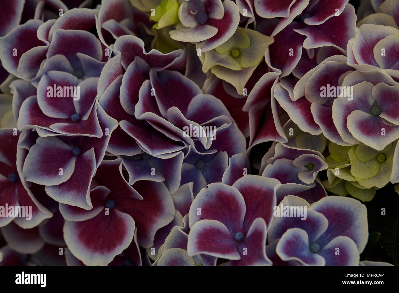 Rhs hydrangea hi-res stock photography and images - Alamy