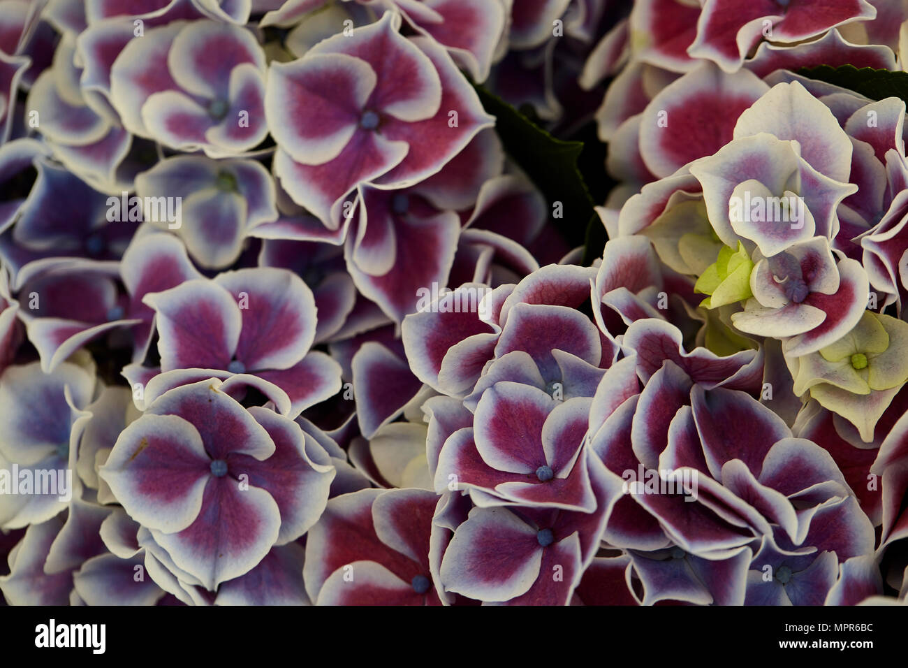 Rhs hydrangea hi-res stock photography and images - Alamy