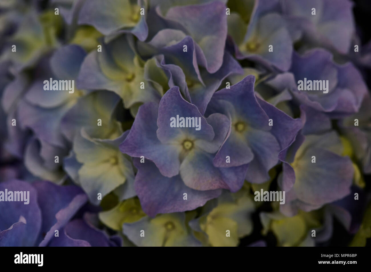 Rhs hydrangea hi-res stock photography and images - Alamy