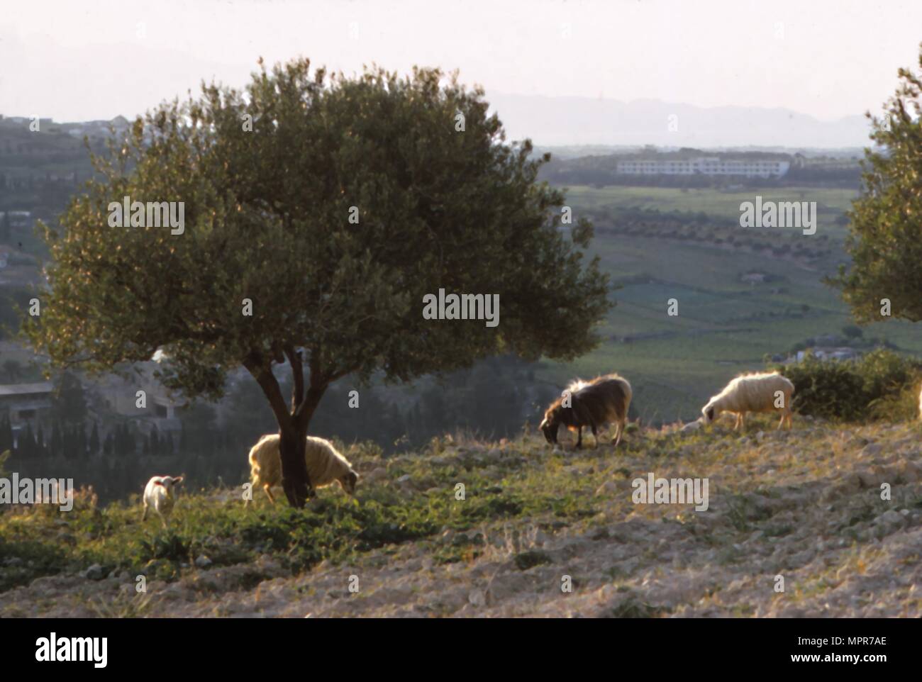 Olive tree april hi-res stock photography and images - Alamy