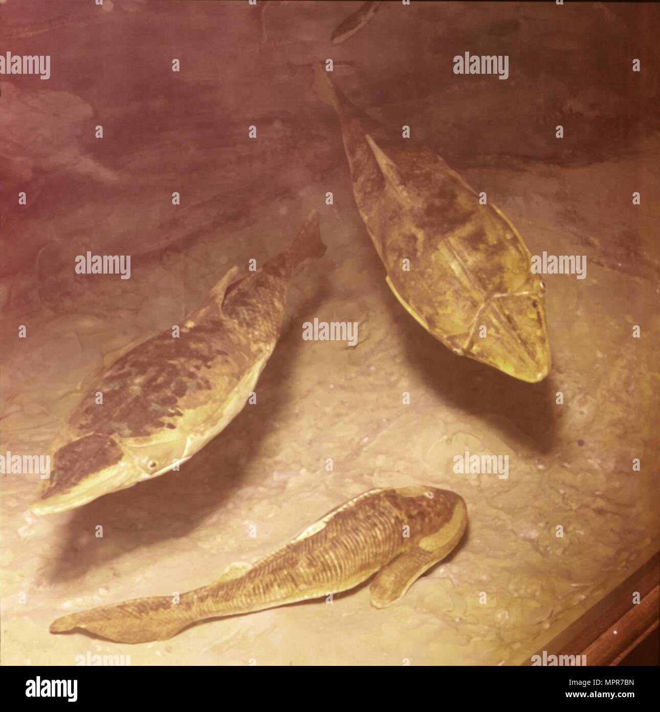 Ostracoderm hi-res stock photography and images - Alamy