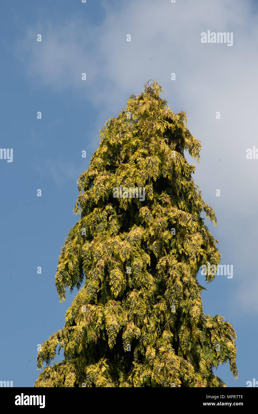 Top of conifer tree Stock Photo - Alamy