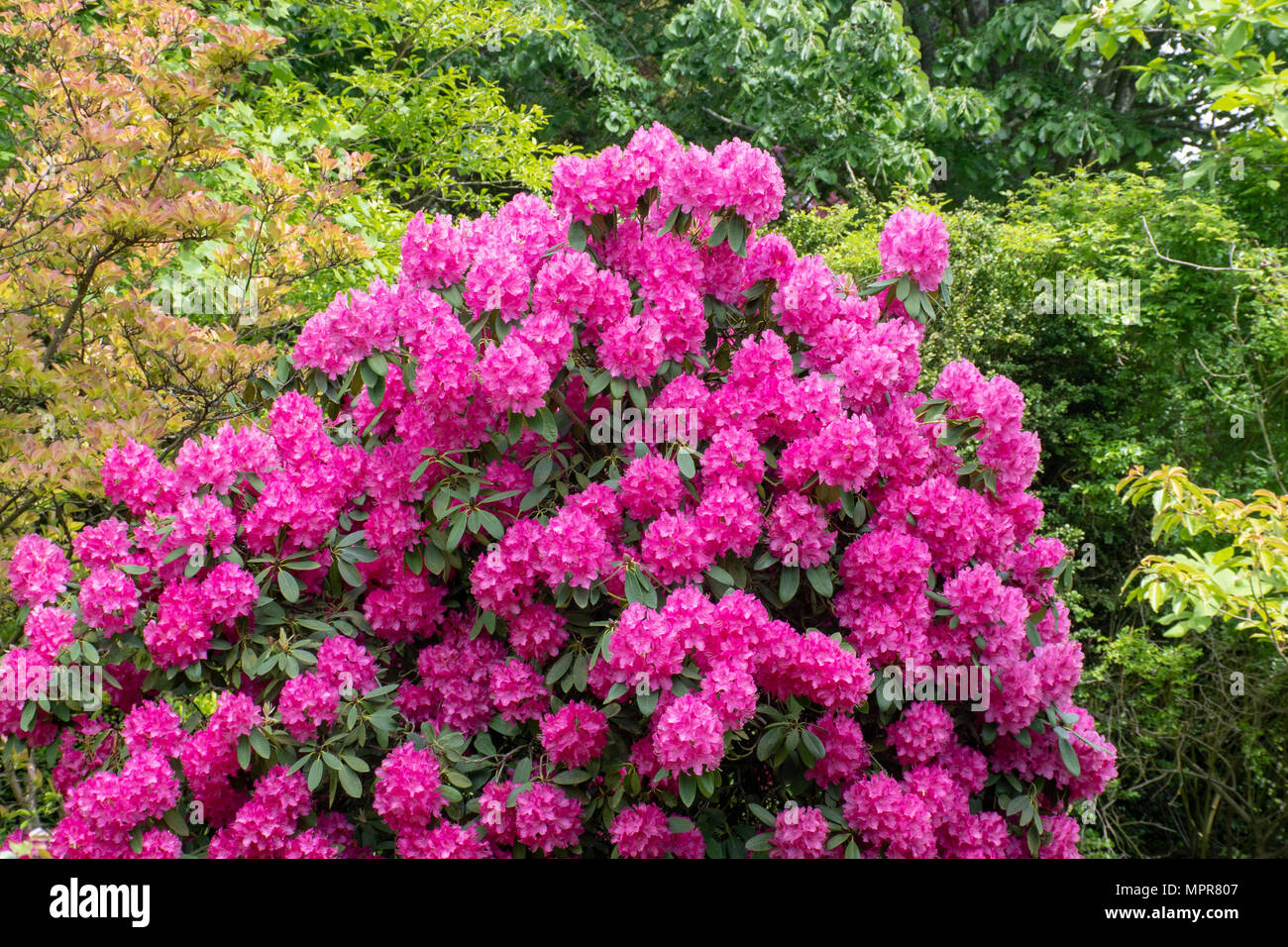Large pink rhododendron hi-res stock photography and images - Alamy