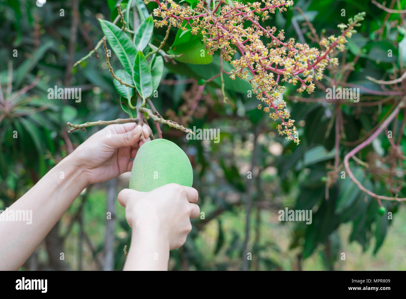 fresh thai mangoes in garden with blue sky background Stock Photo - Alamy
