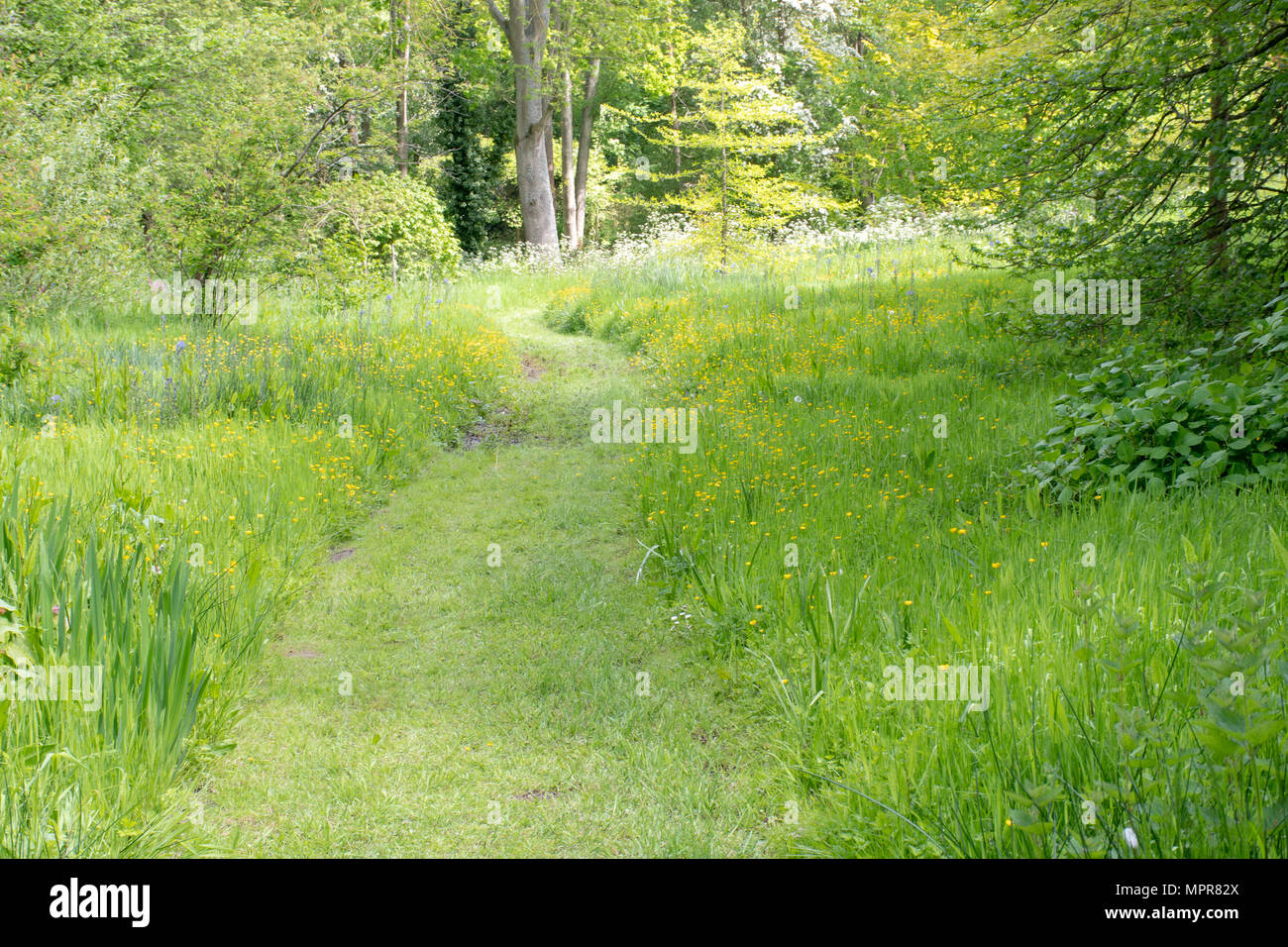 Mowed Garden Path with yellow Buttercups Stock Photo - Alamy