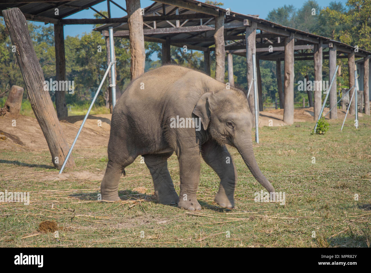 elephants in Chitwan National Park in Nepal Stock Photo - Alamy
