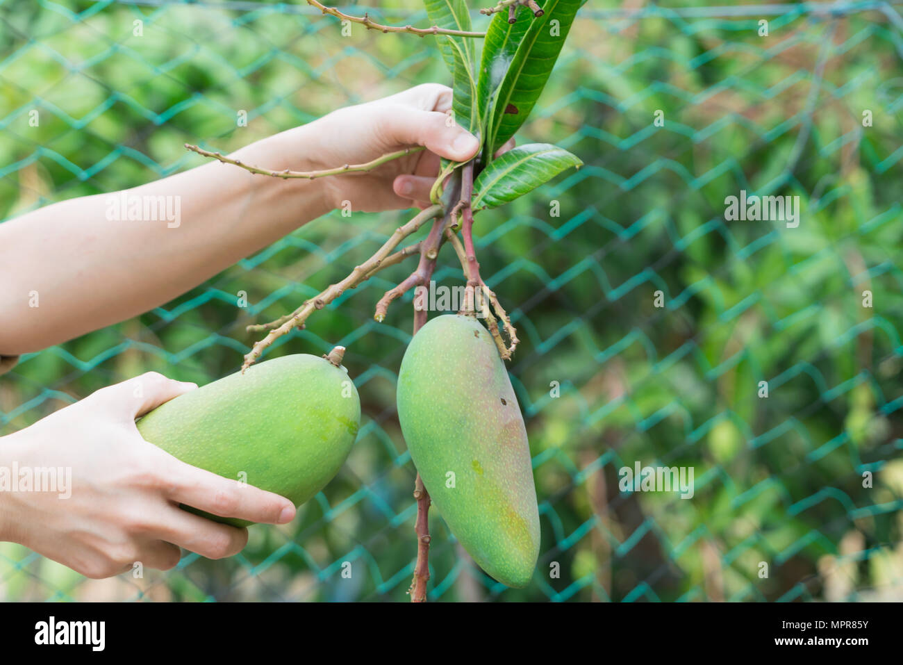 fresh thai mangoes in garden with blue sky background Stock Photo - Alamy