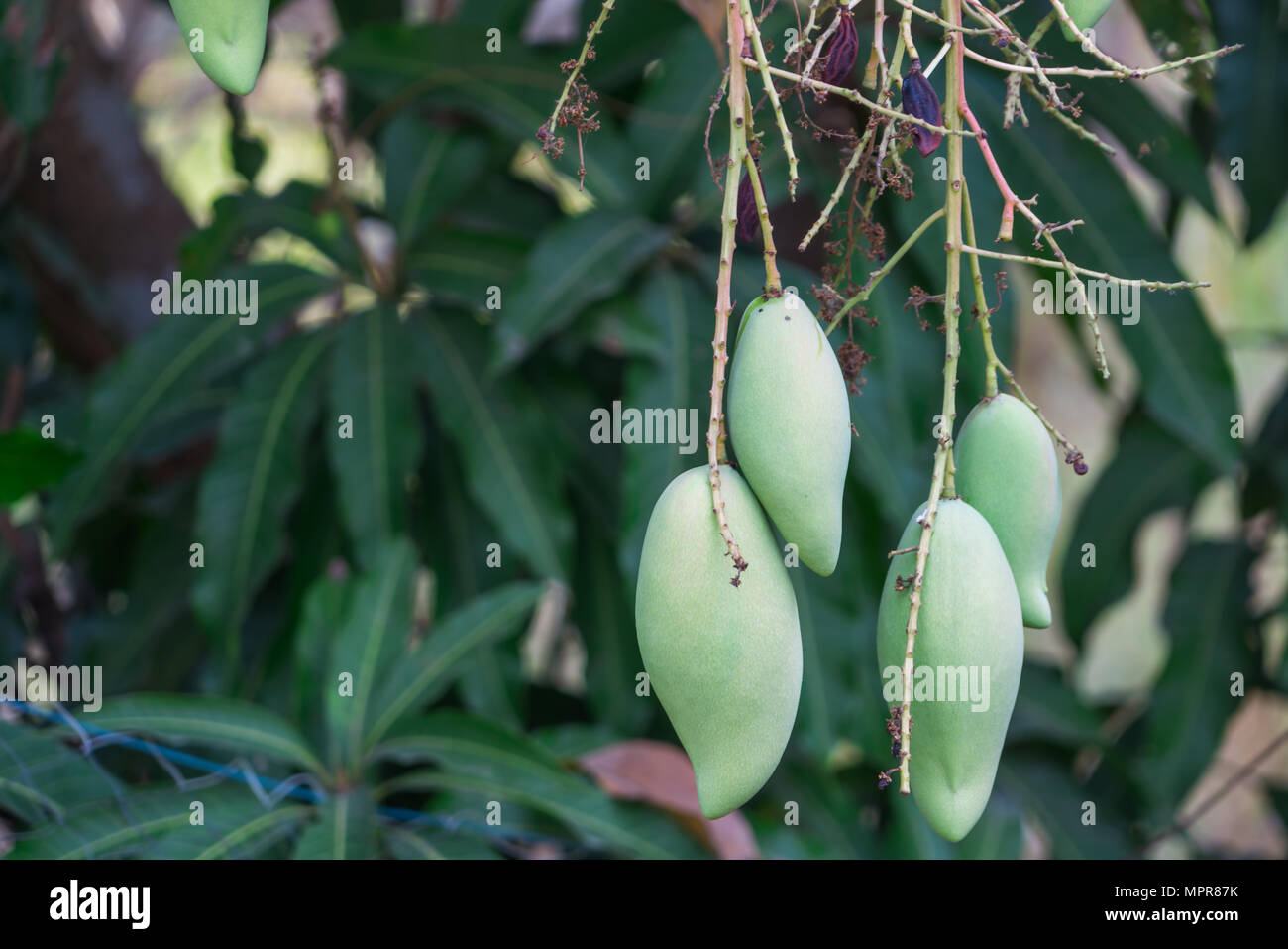 fresh thai mangoes in garden with blue sky background Stock Photo - Alamy