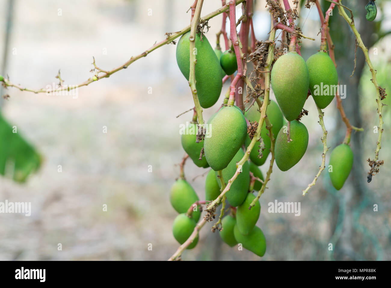 fresh thai mangoes in garden with blue sky background Stock Photo - Alamy