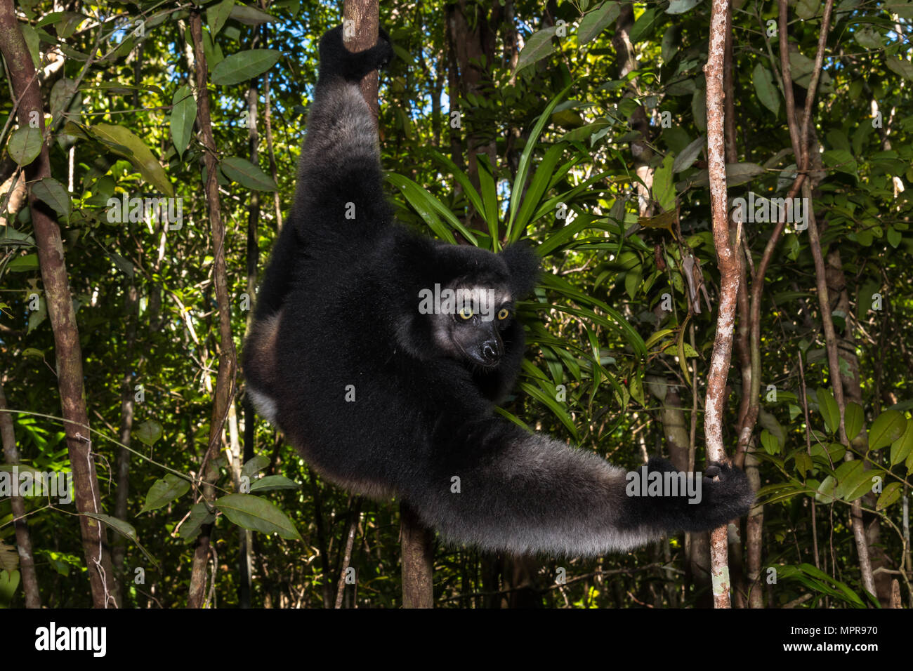 Indri indri indri in tree hi-res stock photography and images - Alamy