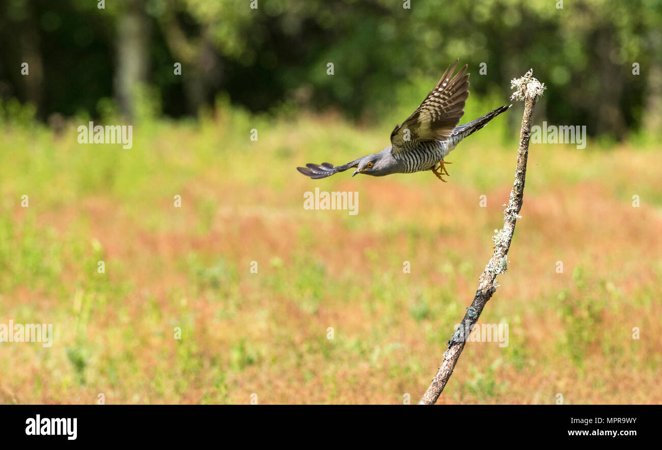 Male common cuckoo (Cuculus canorus) in flight Stock Photo - Alamy