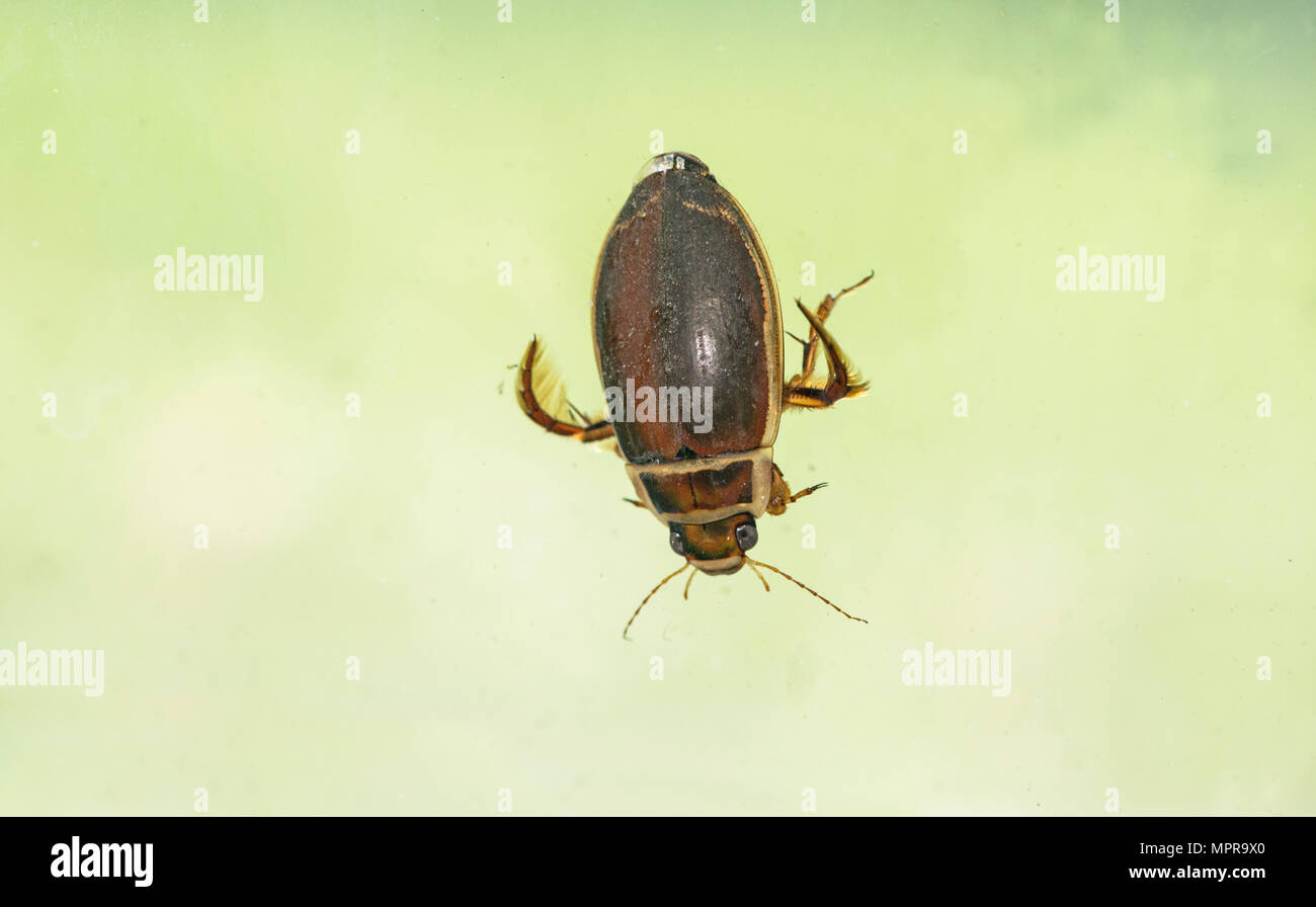 Pond beetle hi-res stock photography and images - Alamy