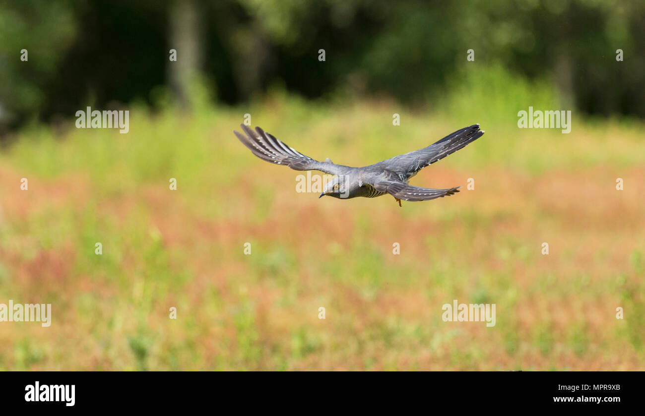 Cuckoo in flight hi-res stock photography and images - Alamy