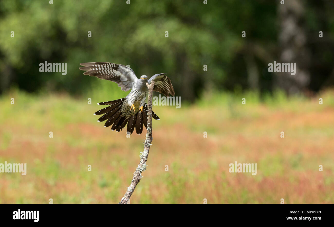 Male common cuckoo (Cuculus canorus) in flight, landing on a perch ...
