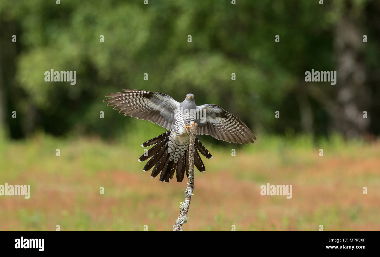 Male common cuckoo (Cuculus canorus) in flight, landing on a perch ...