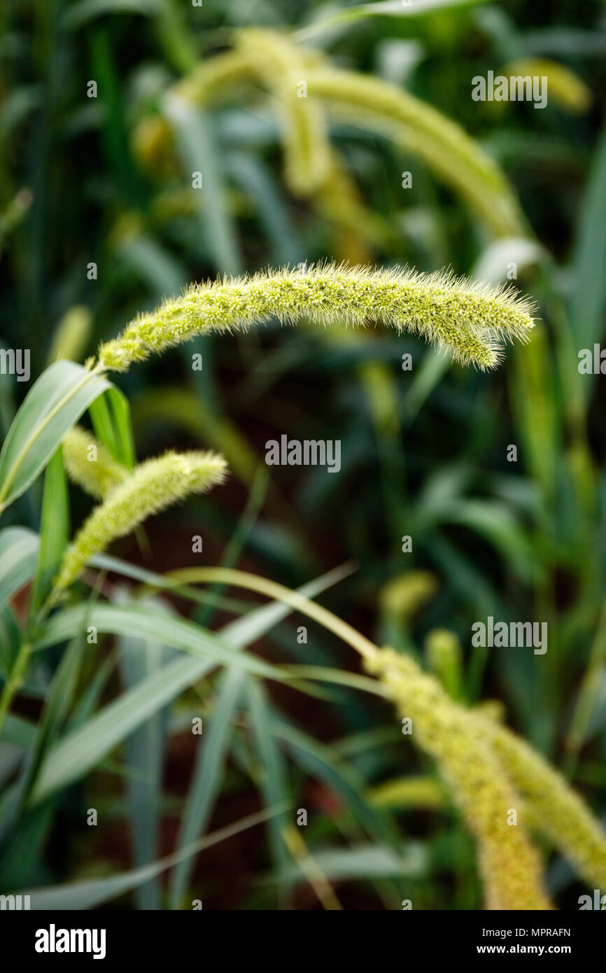 Foxtail millet hi-res stock photography and images - Alamy