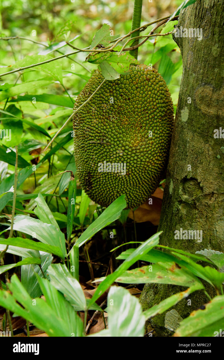 Asian fruit tree found hi-res stock photography and images - Alamy