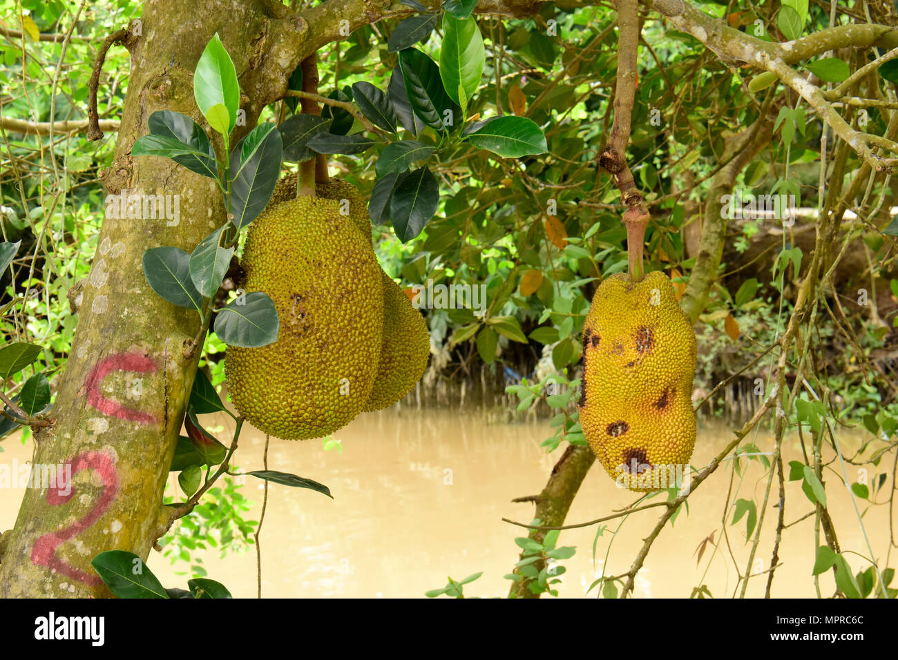 Asian fruit tree found hi-res stock photography and images - Alamy