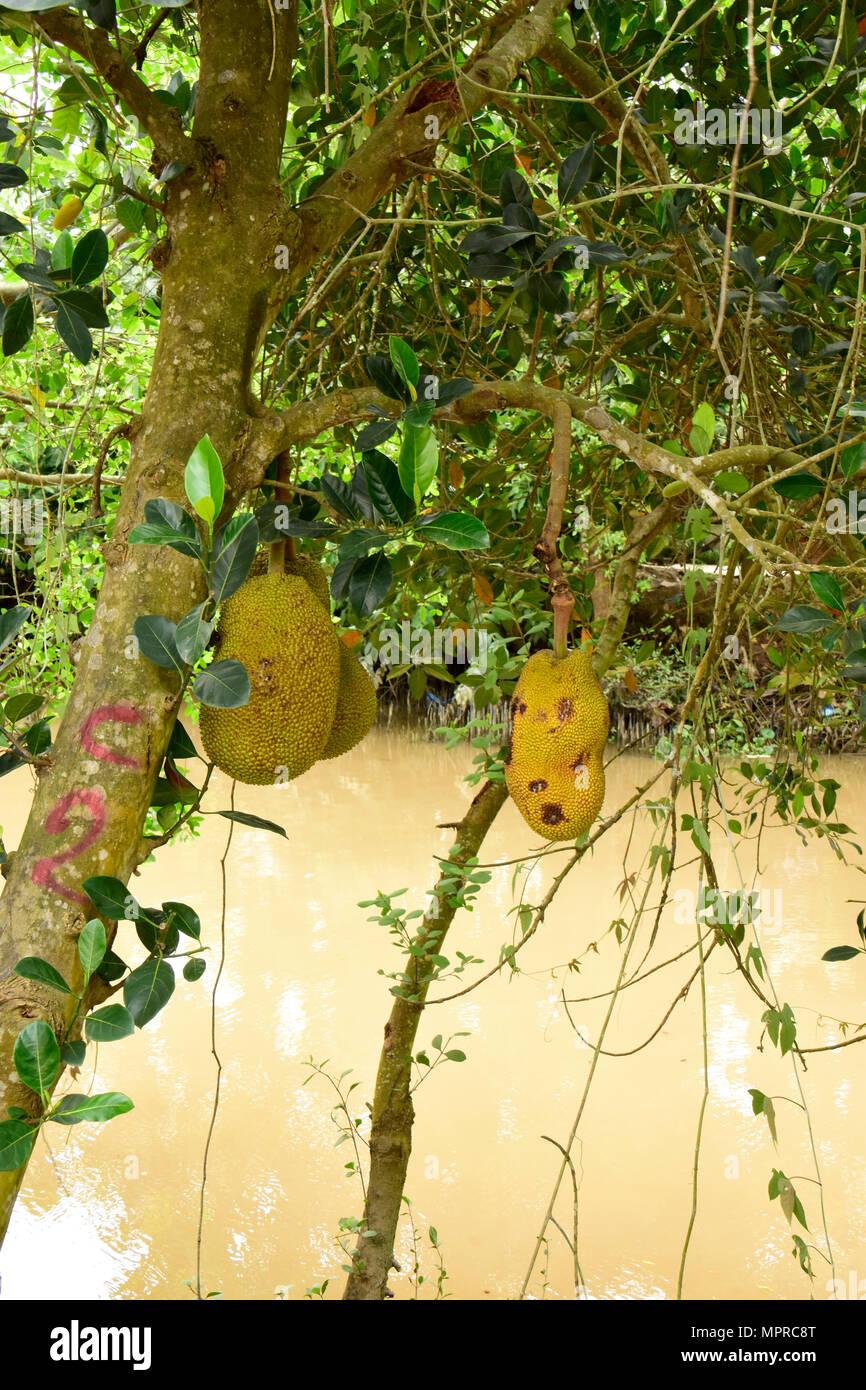Asian fruit tree found hi-res stock photography and images - Alamy