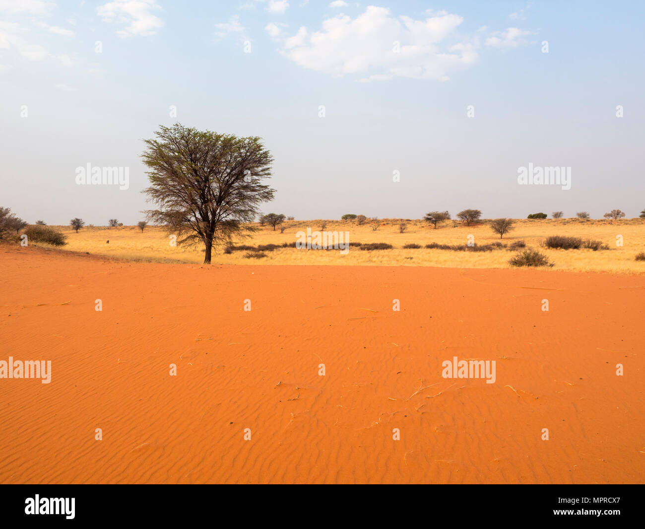 Africa, Namibia, Kalahari Stock Photo - Alamy