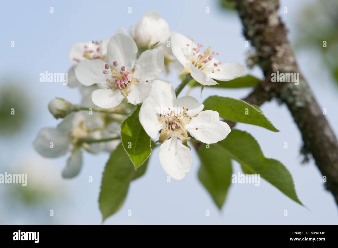 Apple bough hi-res stock photography and images - Alamy