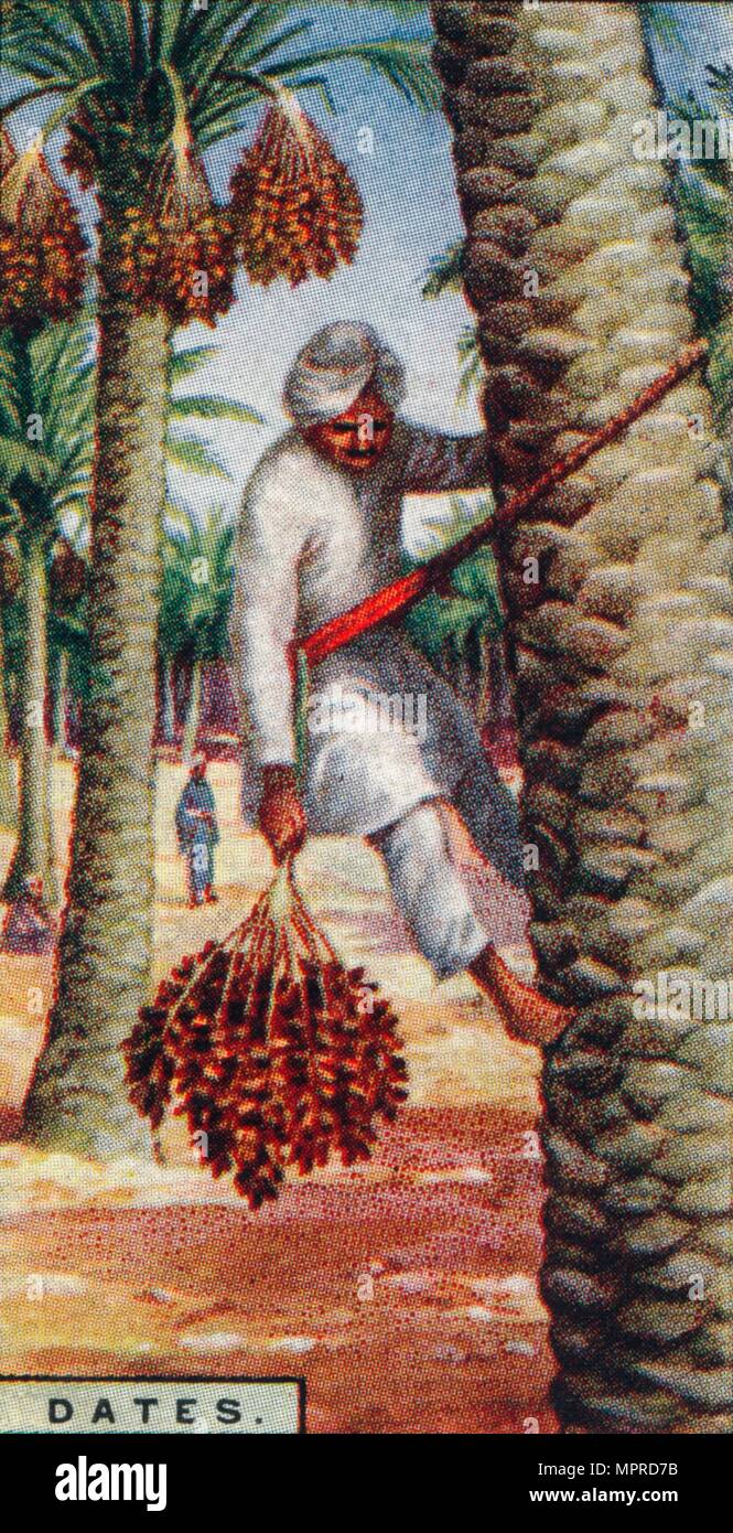 Date palm picking hi-res stock photography and images - Alamy