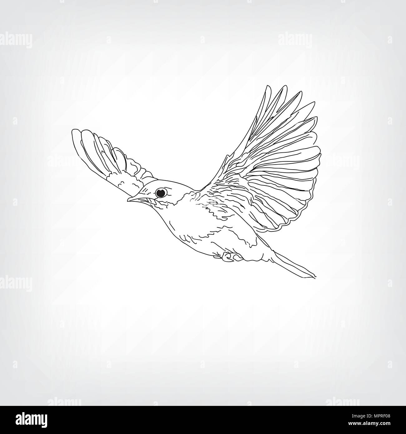 Hand drawn bird Stock Vector Image & Art - Alamy