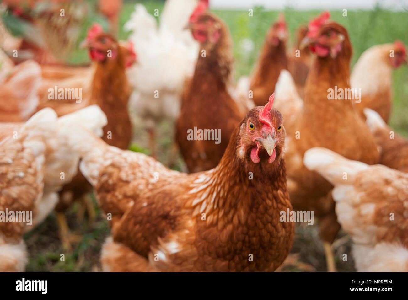 Germany, Chicken on farm Stock Photo - Alamy