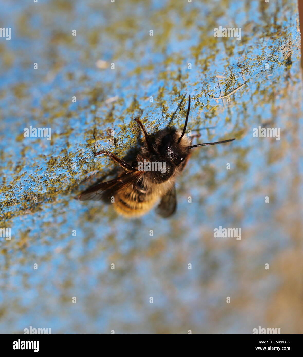 Red masonry bee hi-res stock photography and images - Alamy