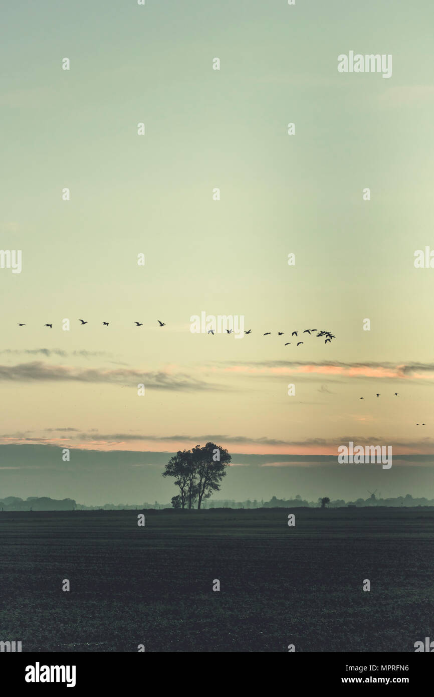 Moody photo of flying birds hi-res stock photography and images - Alamy