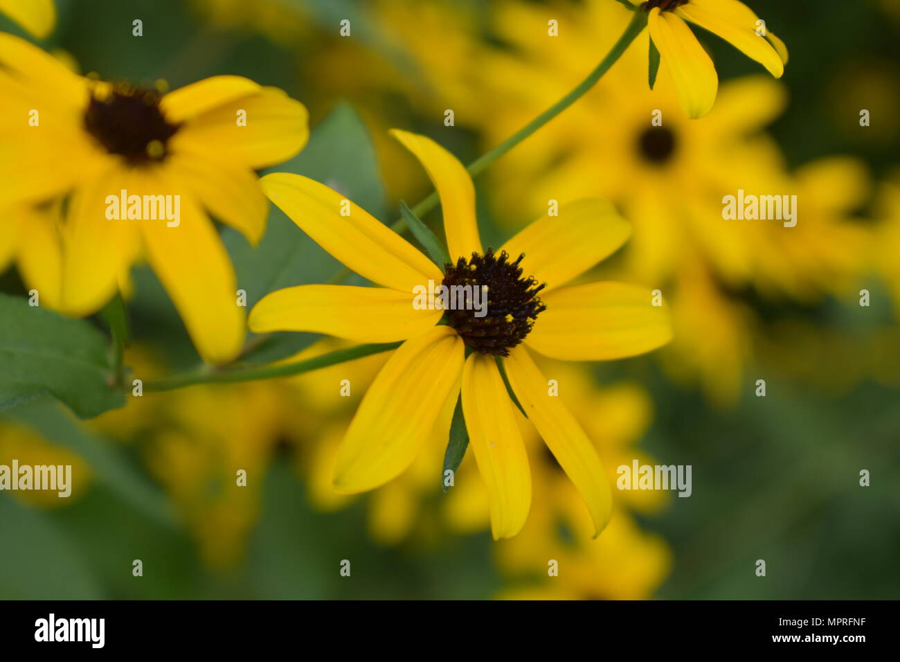 Madison Wisconsin's fall bloomed flowers Stock Photo - Alamy