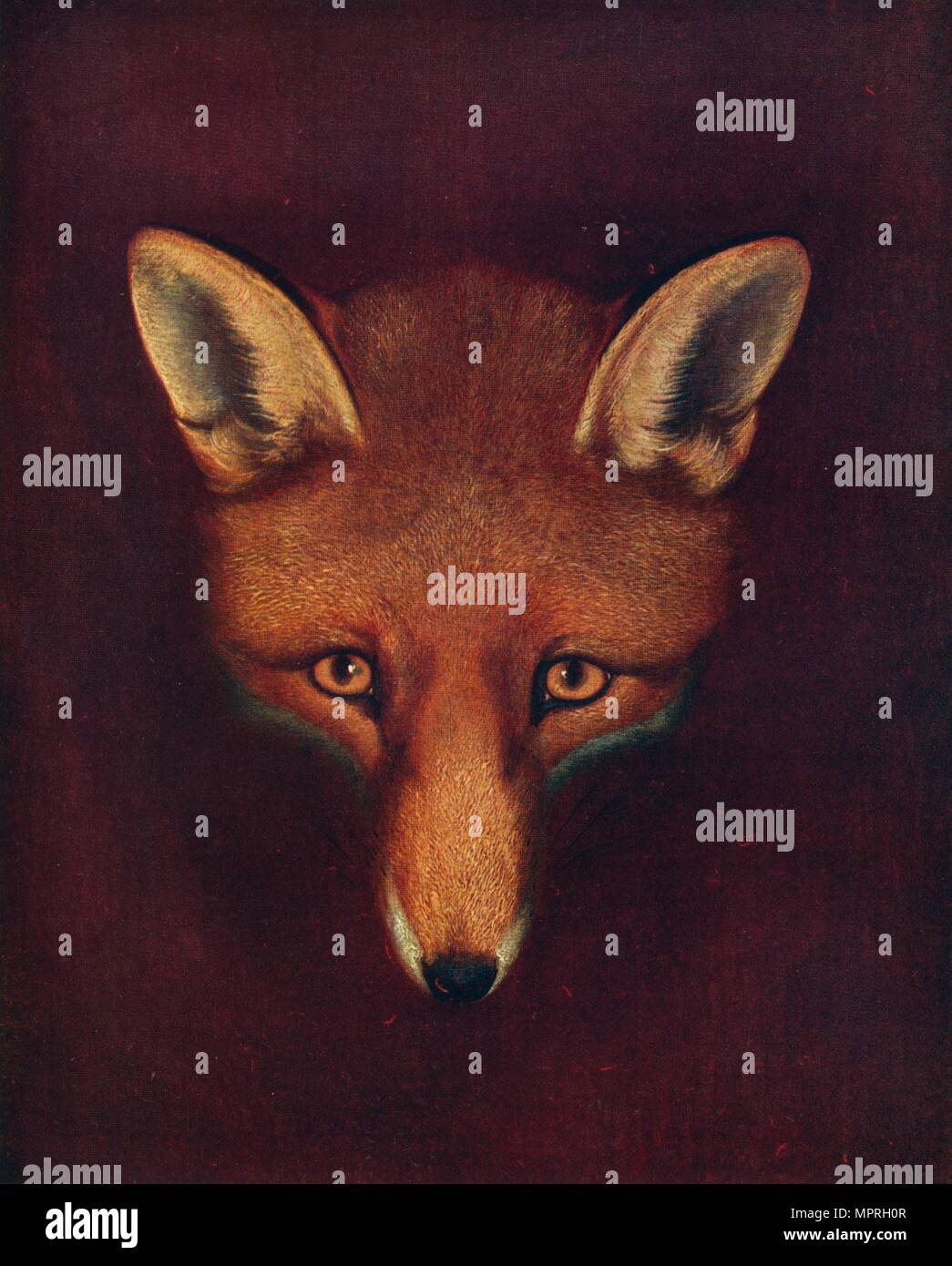 'Renard the Fox', c1800, (1922). Artist: Philip Reinagle Stock Photo ...