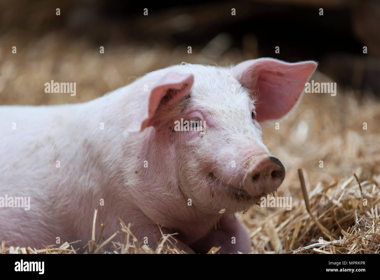 Germany, Farrow on farm Stock Photo - Alamy
