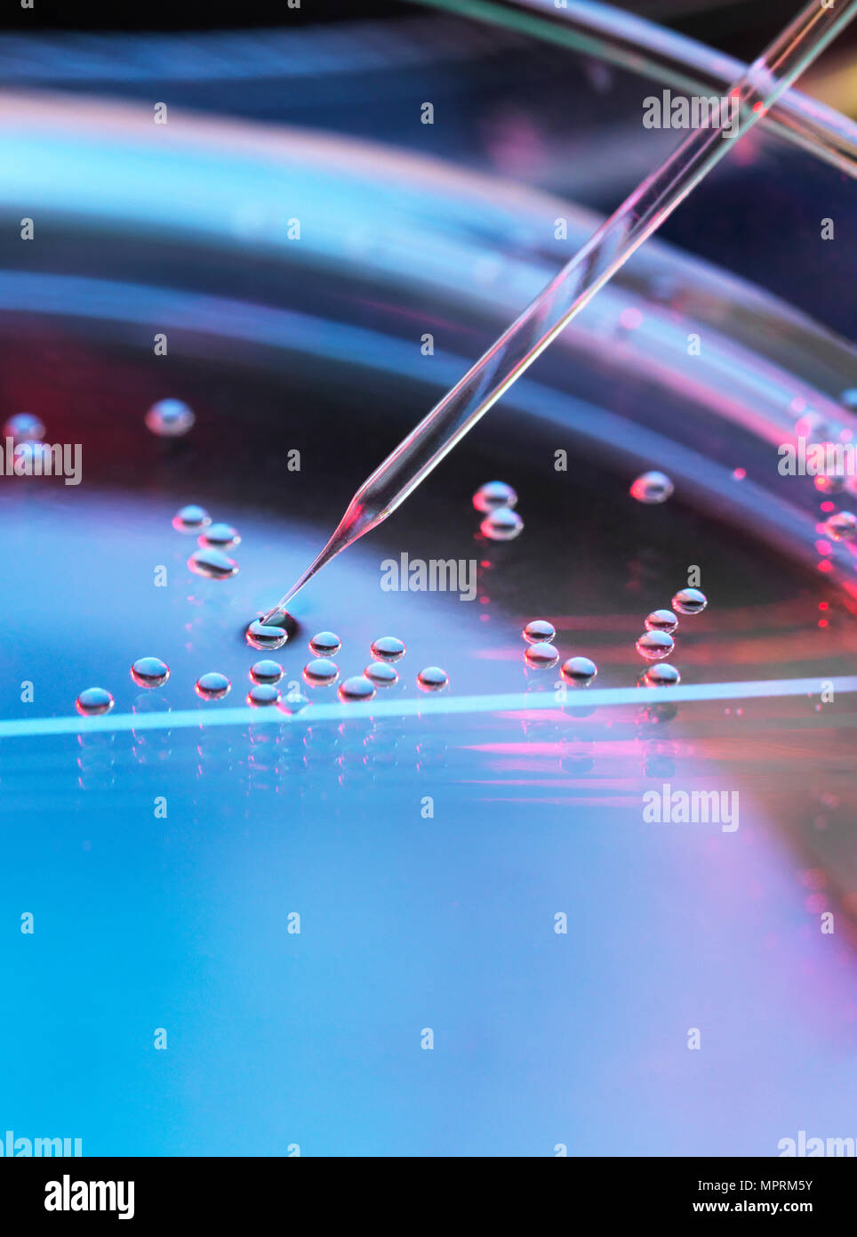 Stem cell research, nuclear transfer being carried out on several ...